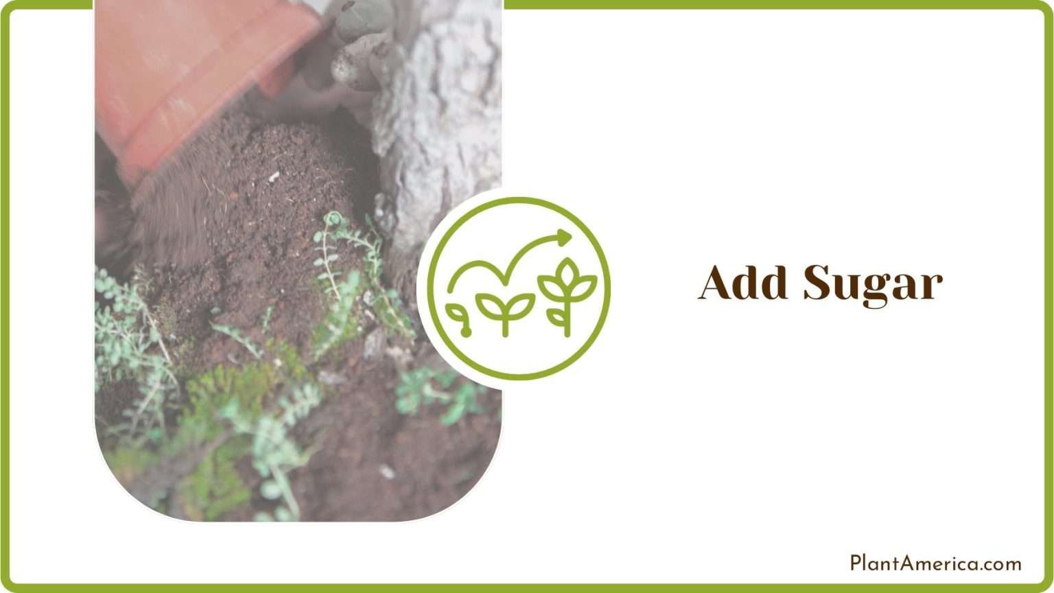 How To Fix Transplant Shock: A Guide for Beginners - Plant America