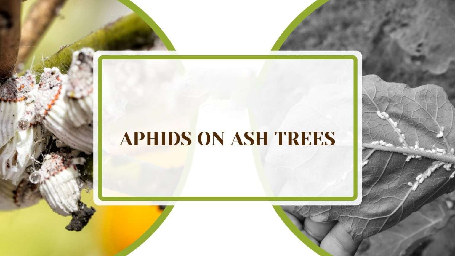 Aphids on Ash Trees: Causes and Measures Against Infestation - Plant ...
