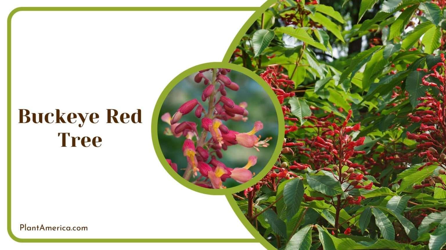7 Types of Trees in Arkansas: Trees That Add Vibrancy - Plant America