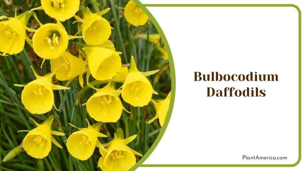 15 Types of Daffodils: Varieties To Add Color to Your Garden - Plant ...