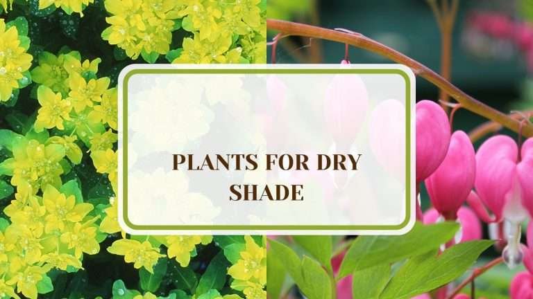 13 Plants for Dry Shade Under Trees and in Poor Soil - Plant America