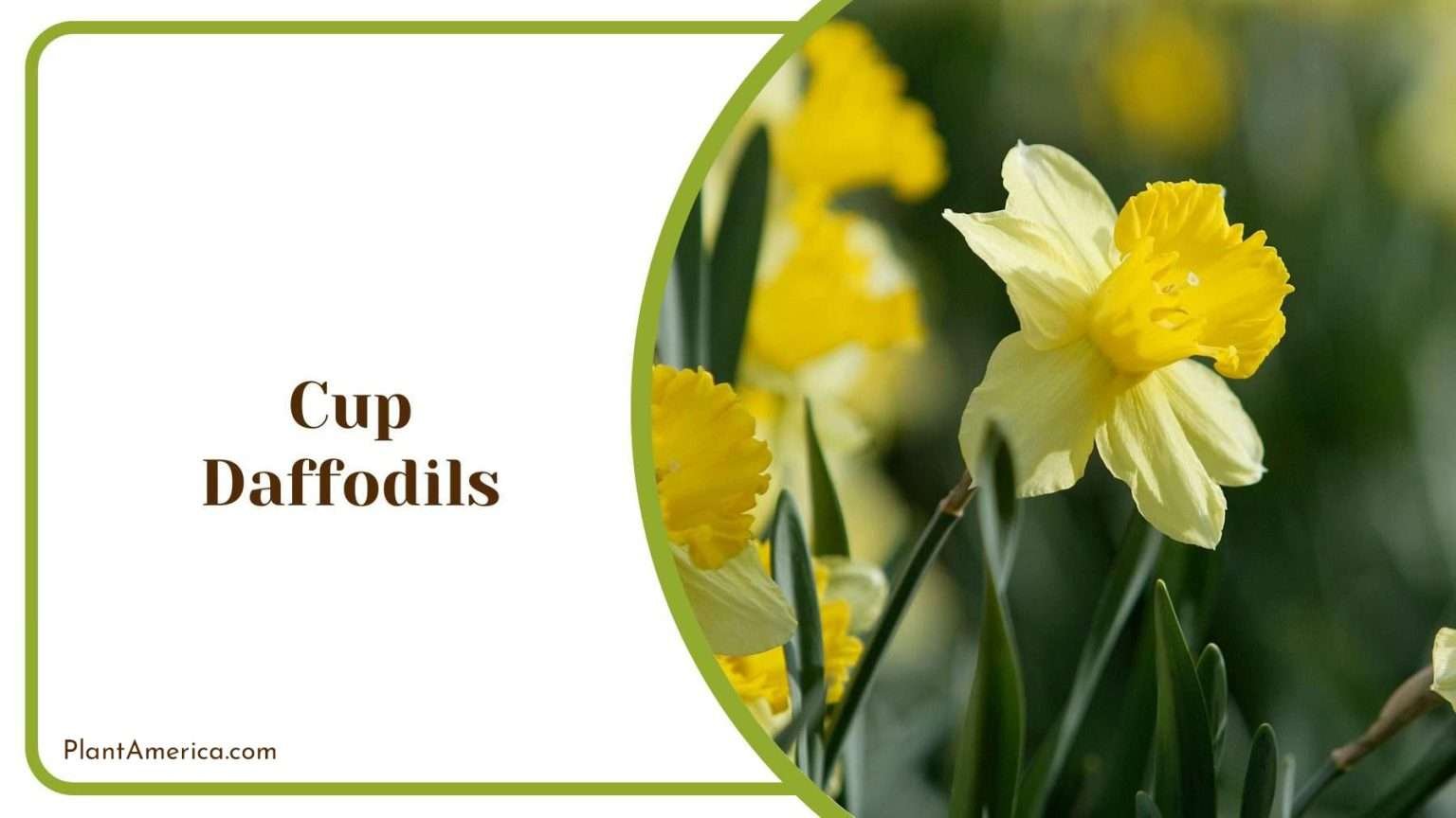 15 Types of Daffodils: Varieties To Add Color to Your Garden - Plant ...