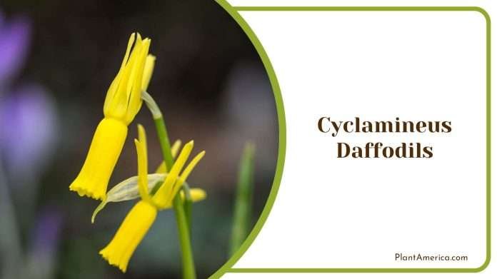 15 Types of Daffodils: Varieties To Add Color to Your Garden - Plant ...