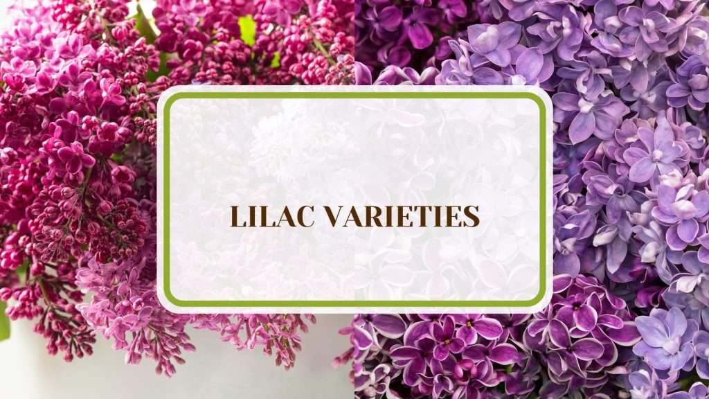 24 Lilac Varieties and Types For Your Spring Garden Beds - Plant America