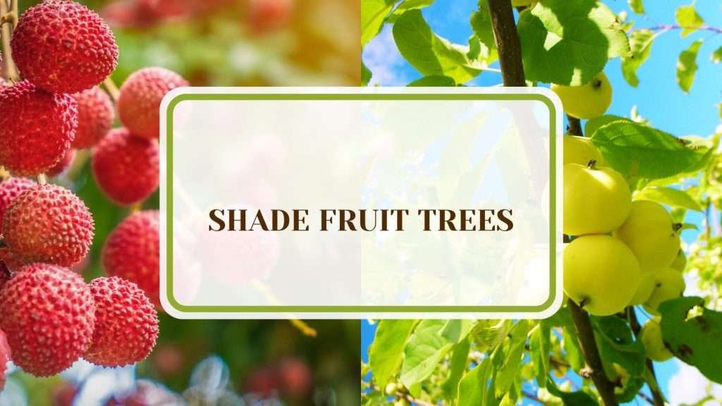22 Shade Fruit Trees for Your Beautiful Backyard Orchard - Plant America