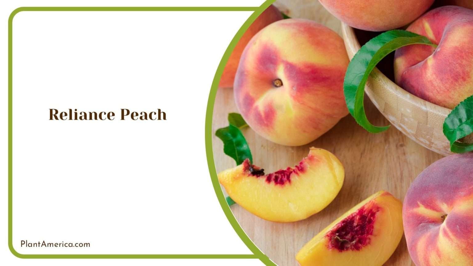 22 Shade Fruit Trees for Your Beautiful Backyard Orchard - Plant America