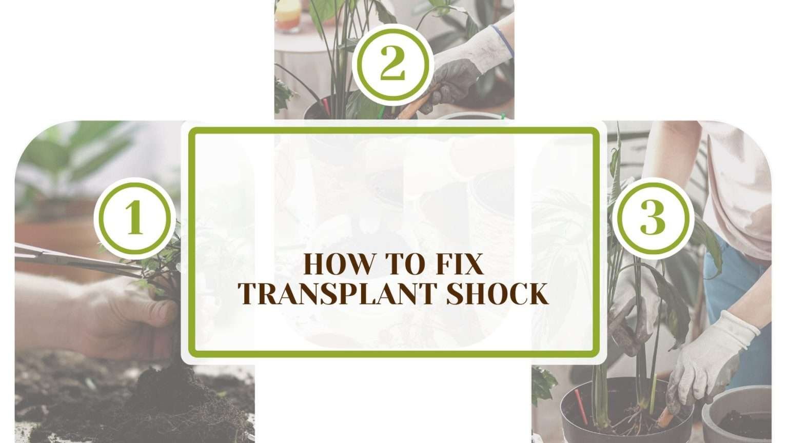 How To Fix Transplant Shock: A Guide for Beginners - Plant America
