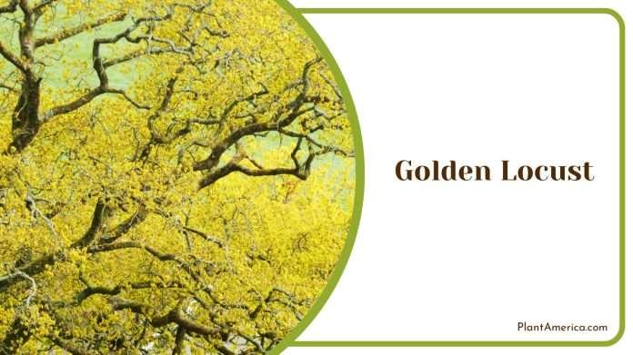 16 Locust Trees for Your Garden and Yard Landscaping - Plant America