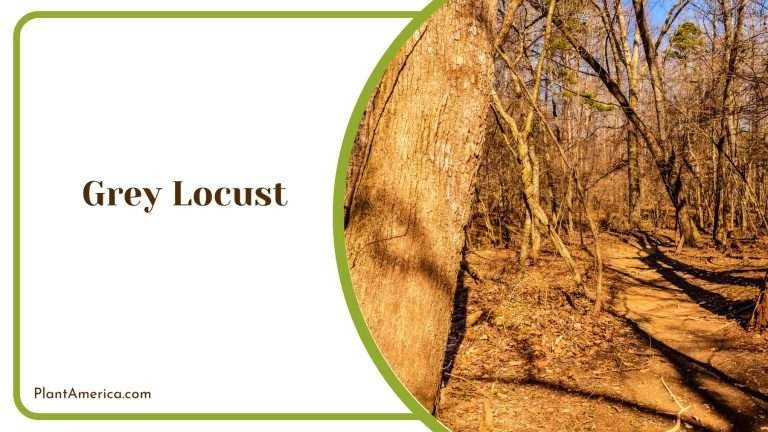 16 Locust Trees for Your Garden and Yard Landscaping - Plant America