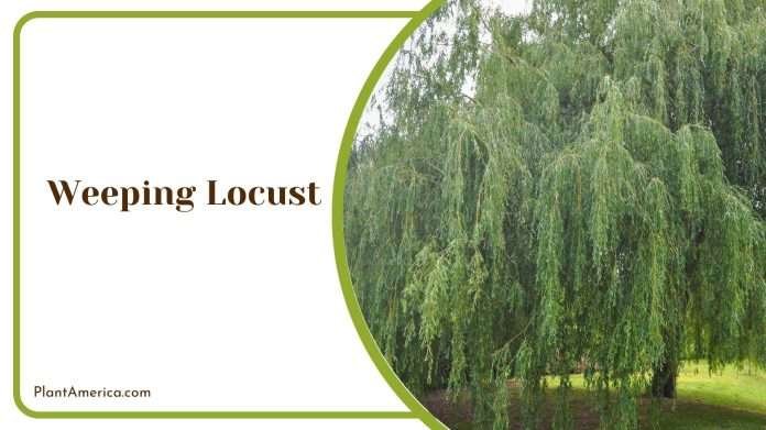 16 Locust Trees for Your Garden and Yard Landscaping - Plant America