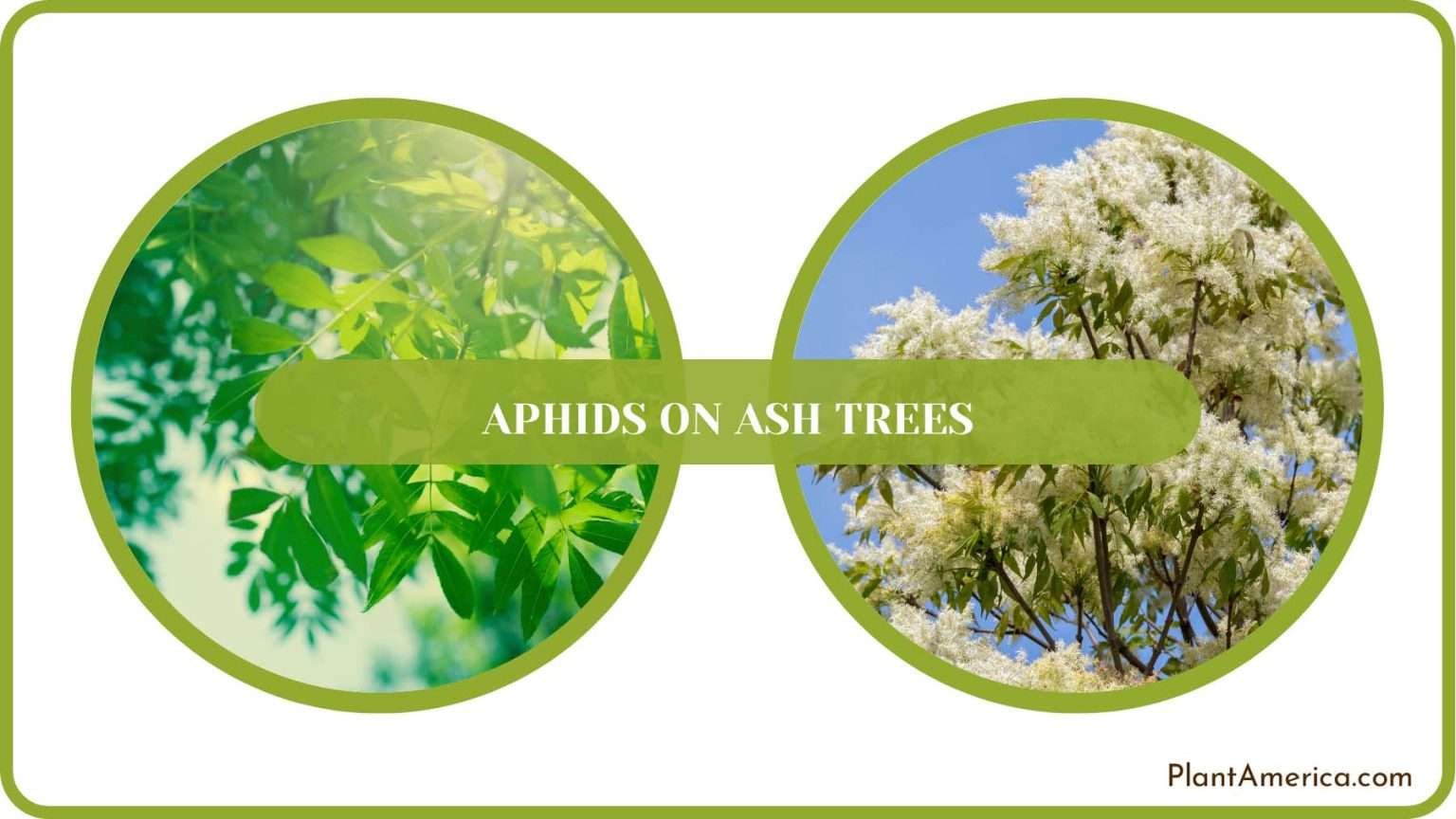 Aphids on Ash Trees: Causes and Measures Against Infestation - Plant ...
