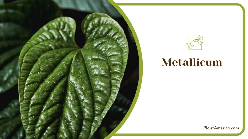 24 Anthurium Types and Varieties Perfect for Indoors - Plant America
