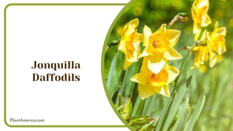 15 Types of Daffodils: Varieties To Add Color to Your Garden - Plant ...