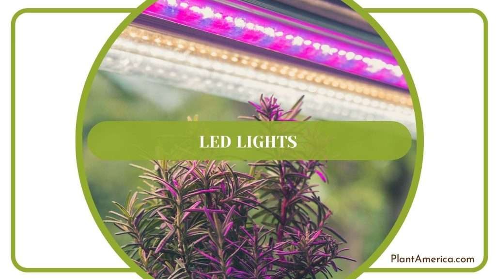 Can Plants Grow in Artificial Light and How Do They Work? - Plant America