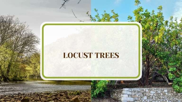 16 Locust Trees for Your Garden and Yard Landscaping - Plant America