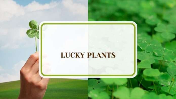 12 Lucky Plants To Bring Good Luck to You and Your Garden - Plant America
