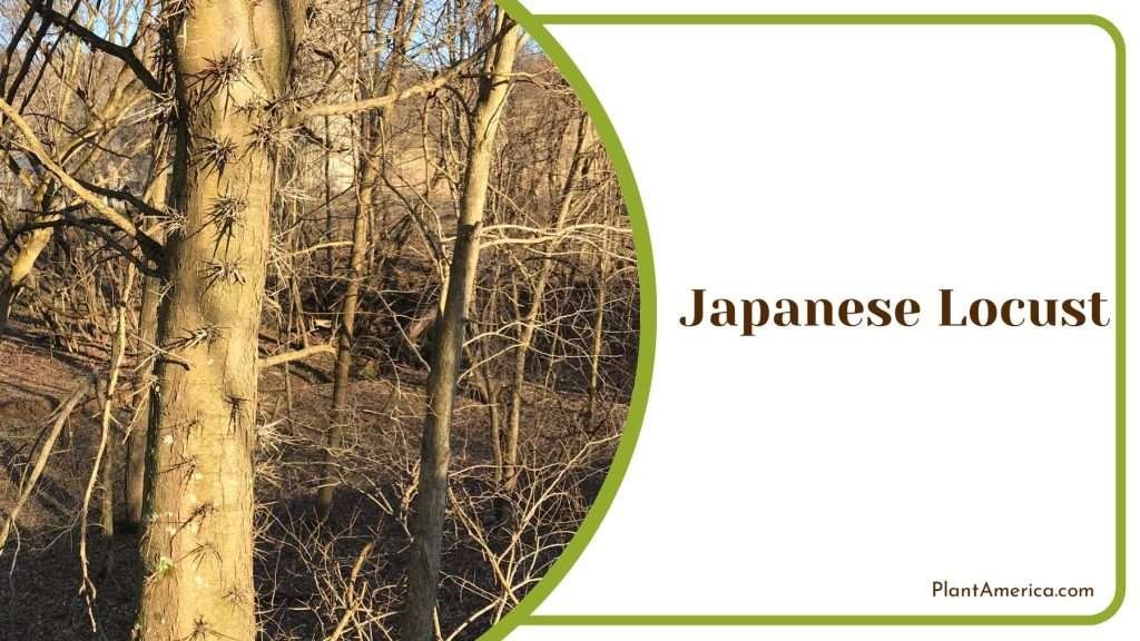 16 Locust Trees for Your Garden and Yard Landscaping - Plant America