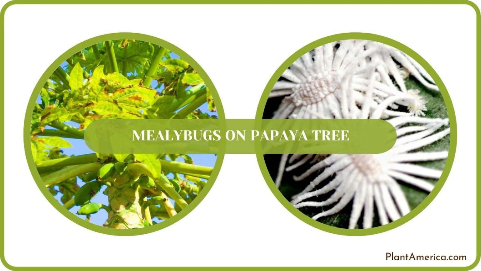 Mealybugs on Papaya Tree - Ultimate Guide to Insect Control - Plant America
