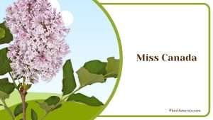 24 Lilac Varieties and Types For Your Spring Garden Beds - Plant America