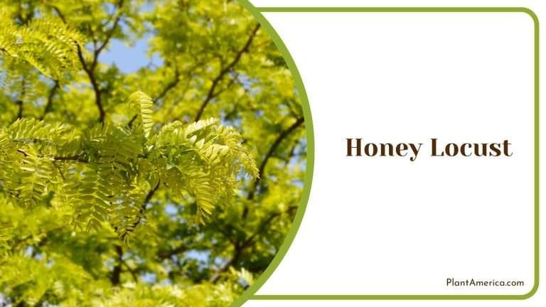 16 Locust Trees for Your Garden and Yard Landscaping - Plant America