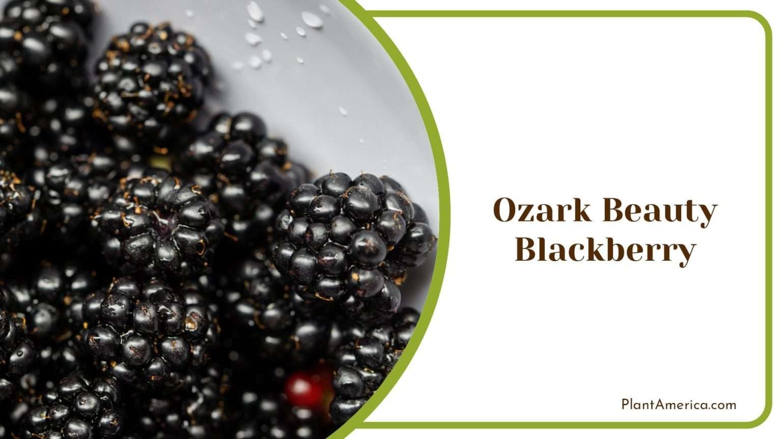 22 Shade Fruit Trees for Your Beautiful Backyard Orchard - Plant America