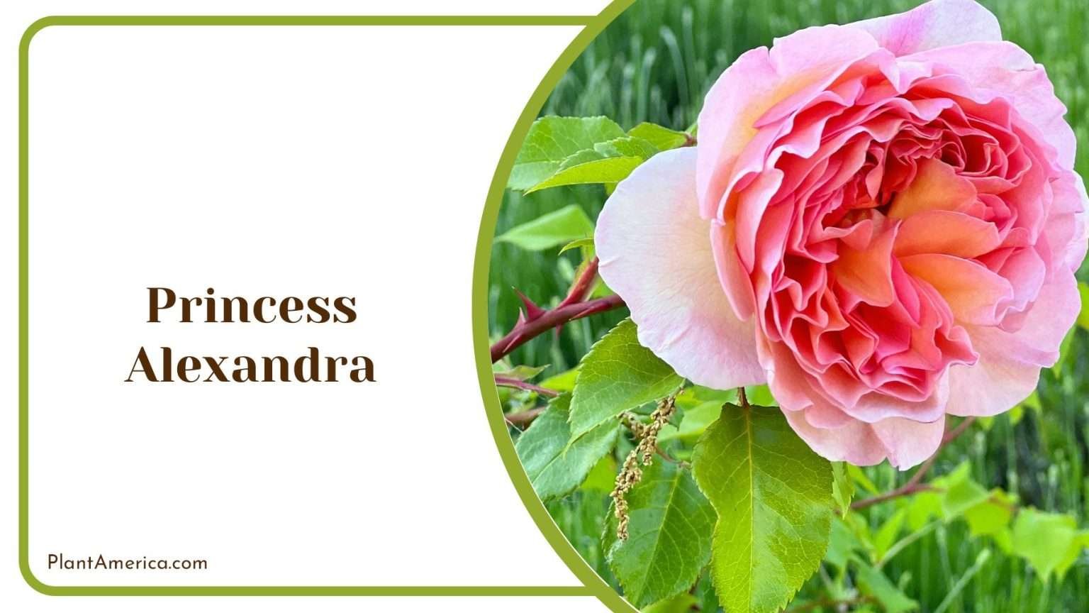 15 Most Fragrant Roses to Class up the Air in Any Garden - Plant America