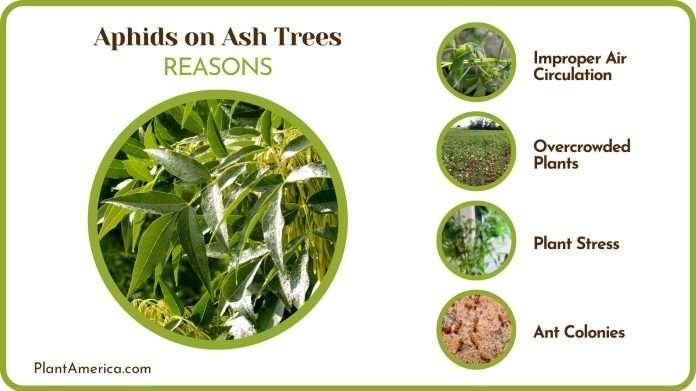 Aphids on Ash Trees: Causes and Measures Against Infestation - Plant ...