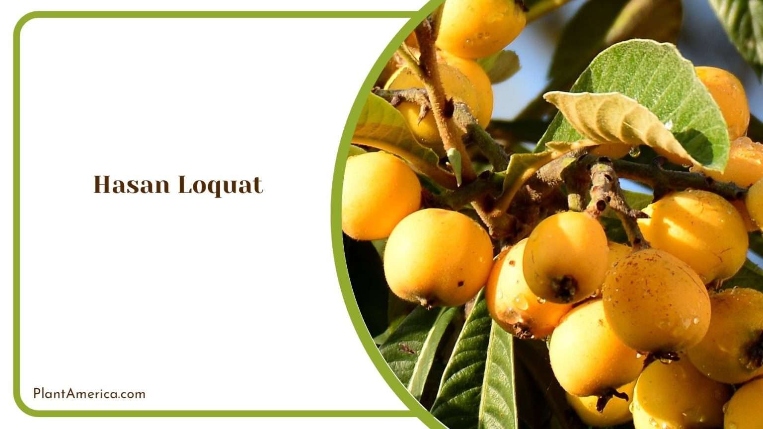 22 Shade Fruit Trees for Your Beautiful Backyard Orchard - Plant America