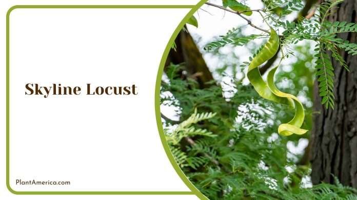 16 Locust Trees for Your Garden and Yard Landscaping - Plant America