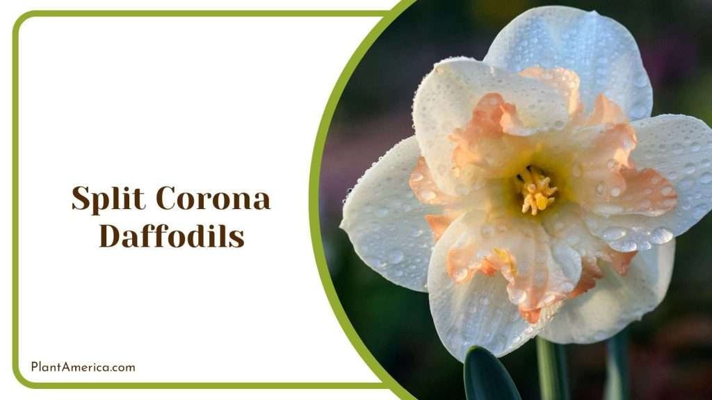 15 Types of Daffodils: Varieties To Add Color to Your Garden - Plant ...