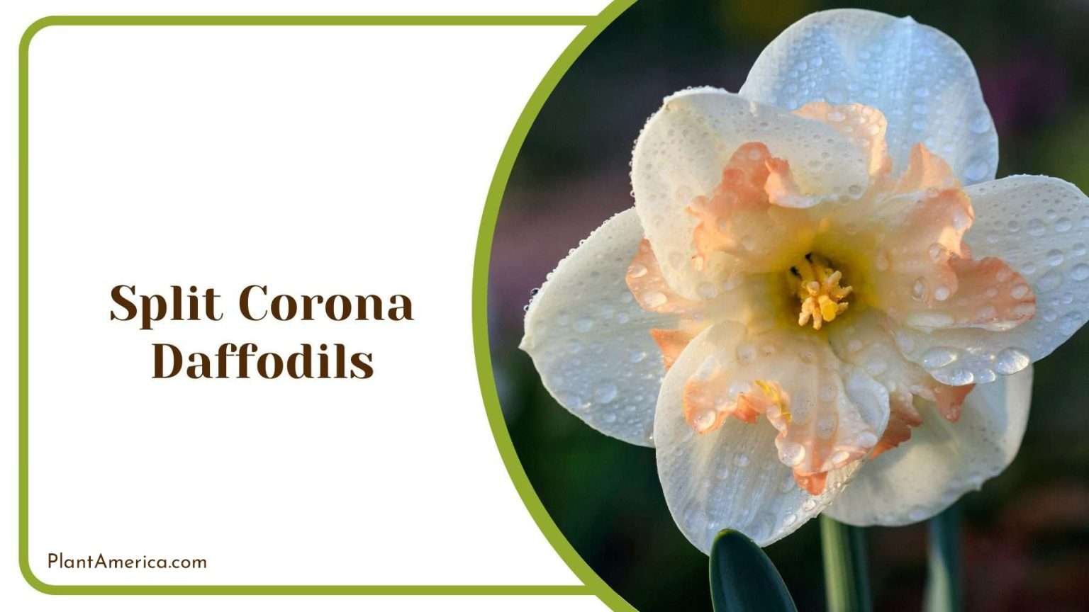 15 Types of Daffodils: Varieties To Add Color to Your Garden - Plant ...