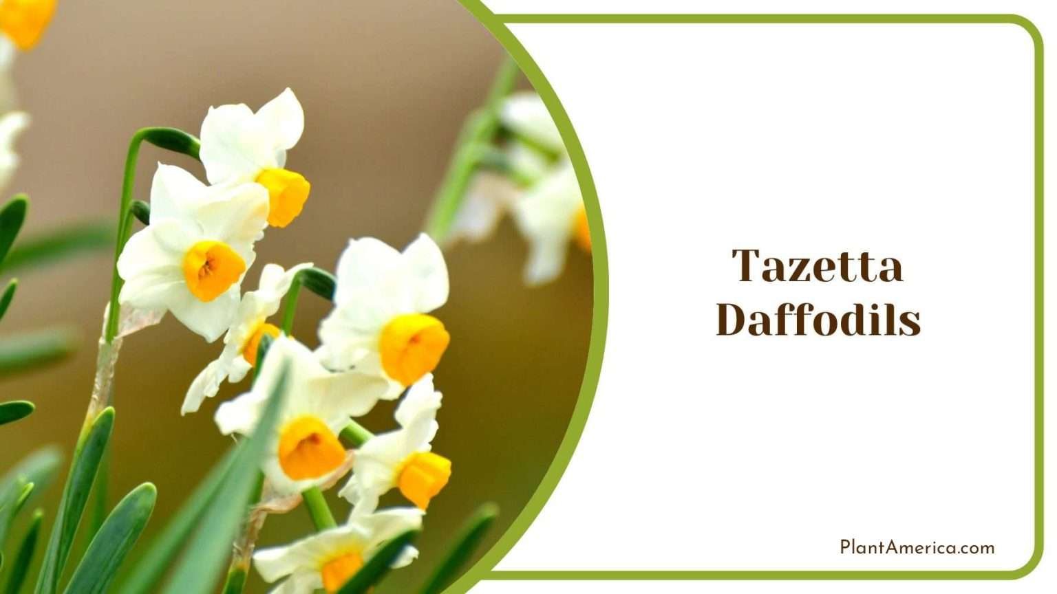 15 Types of Daffodils: Varieties To Add Color to Your Garden - Plant ...