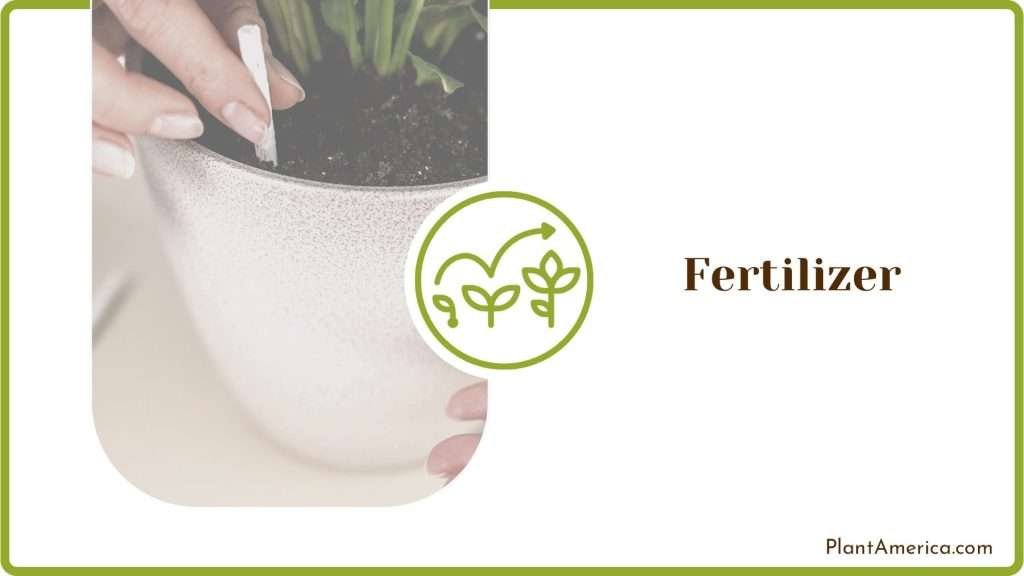 How To Fix Transplant Shock: A Guide for Beginners - Plant America