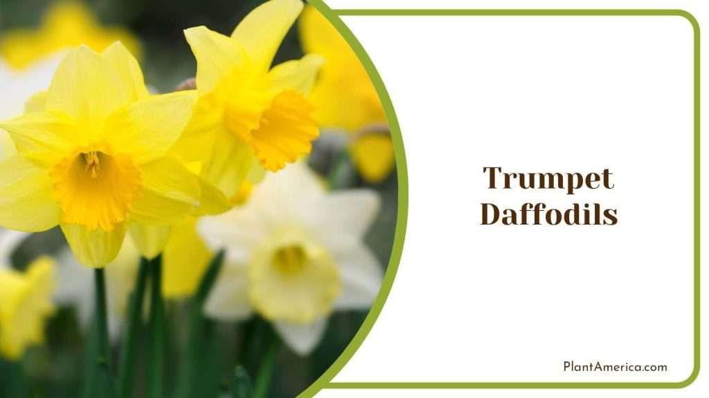 15 Types of Daffodils: Varieties To Add Color to Your Garden - Plant ...