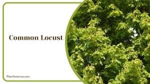 16 Locust Trees for Your Garden and Yard Landscaping - Plant America