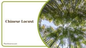 16 Locust Trees for Your Garden and Yard Landscaping - Plant America