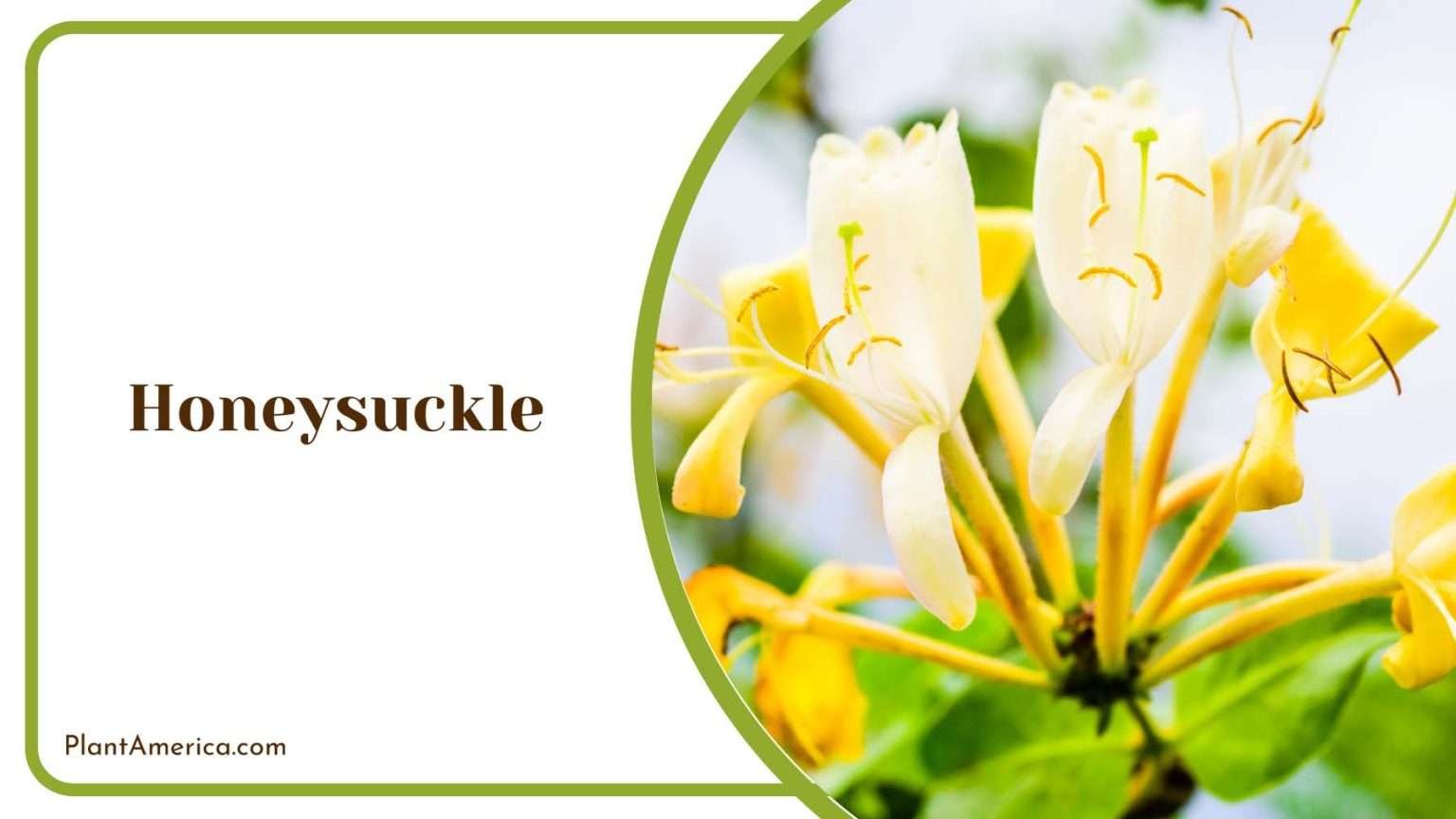 31 Edible Flowers You Can Grow And Eat in Your Gardens - Plant America