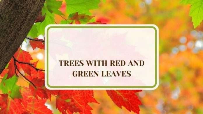 7 Trees With Red and Green Leaves for a Colorful Garden - Plant America