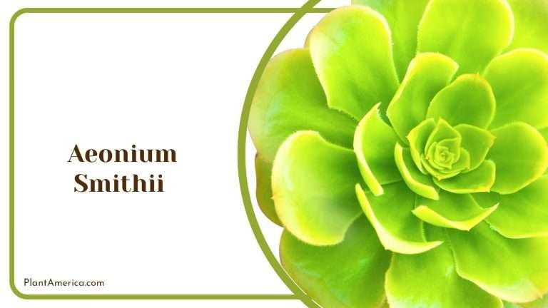 20 Fuzzy Succulents You Need in Your Plant Collection - Plant America
