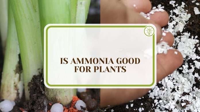 Is Ammonia Good for Plants: The Impact on Plant Health - Plant America