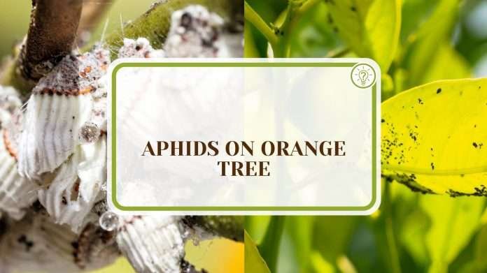 Aphids on Orange Tree: How to Protect Your Oranges - Plant America