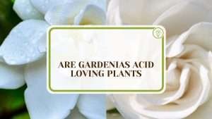 Are Gardenias Acid-Loving Plants? 7 Ways to Increase Acidity - Plant ...
