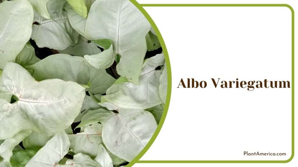 7 Types of Arrowhead Plants: The Ones You Must Start Growing - Plant ...