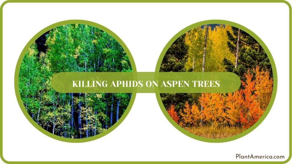 Killing Aphids on Aspen Trees: Causes and Fixes - Plant America