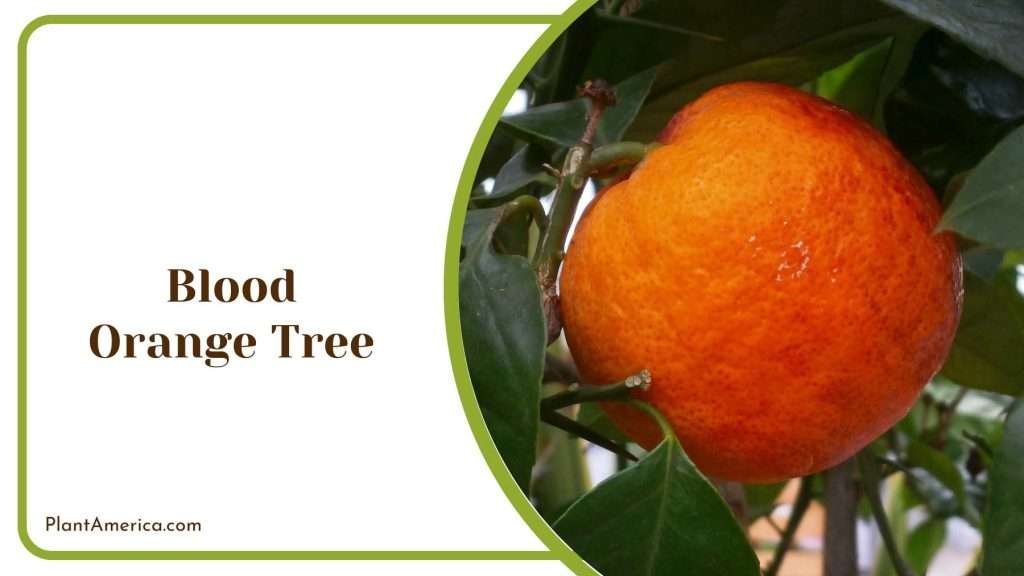 15 Fast Growing Fruit Trees To Have In Your Collection - Plant America