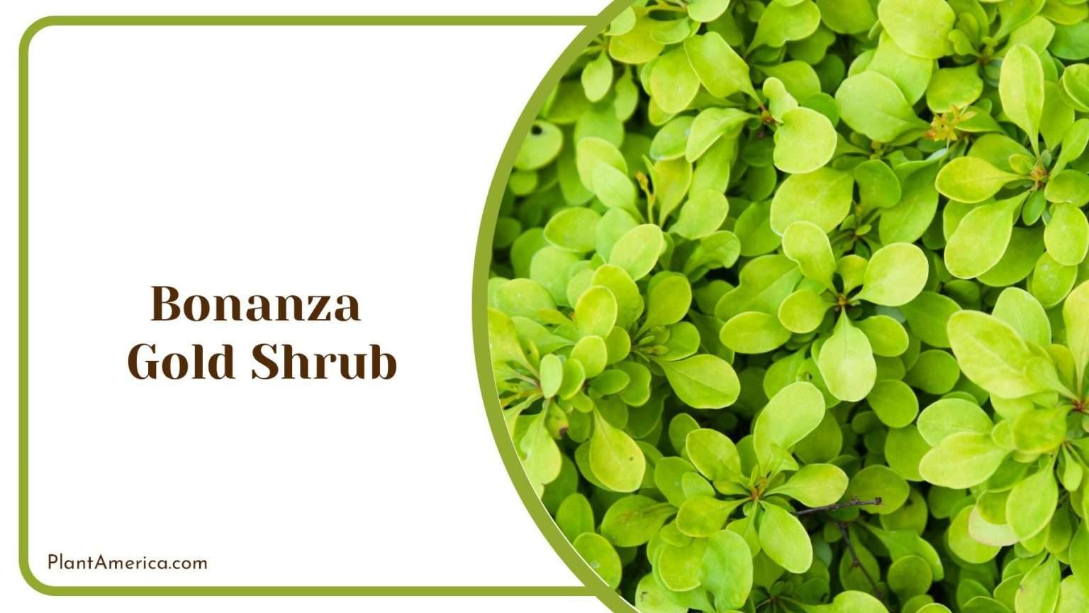 6 Shrubs With Yellow Foliage: List of Vibrant Plants - Plant America