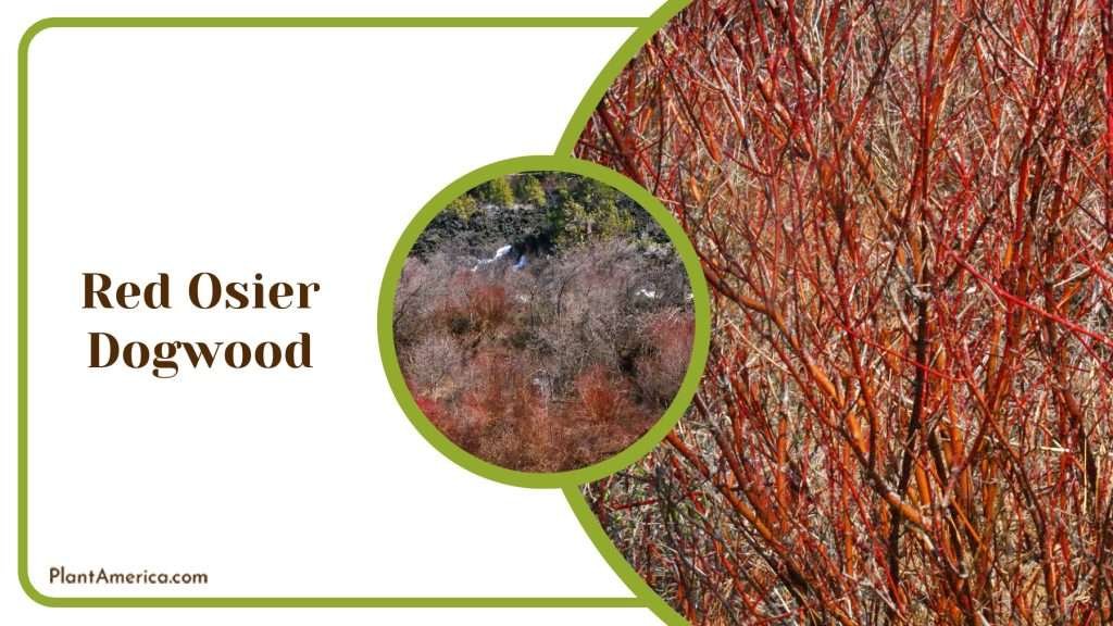 7 Plants With Red Stems To Add Color to Your Garden - Plant America