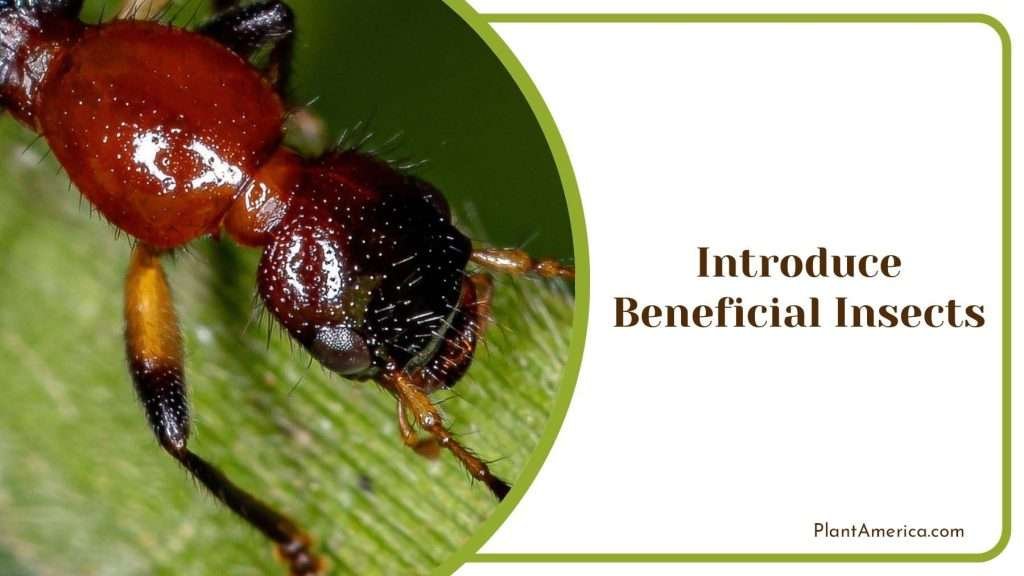 Aphids on Cherry Tree: Why and How To Remove Them? - Plant America