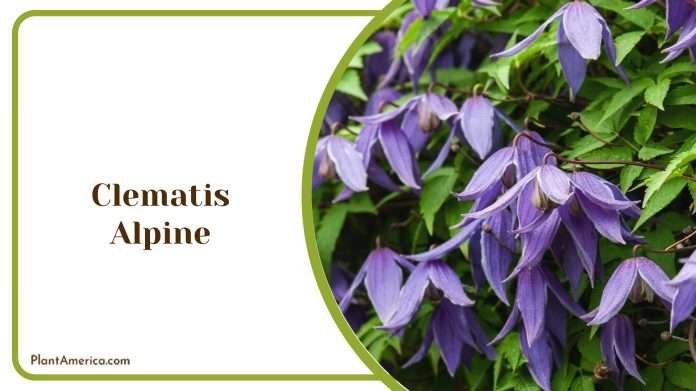 26 Clematis Varieties and Types for Blooms in Your Garden - Plant America