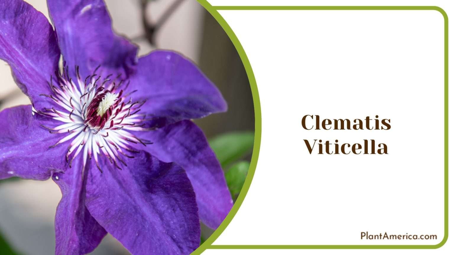 26 Clematis Varieties and Types for Blooms in Your Garden - Plant America